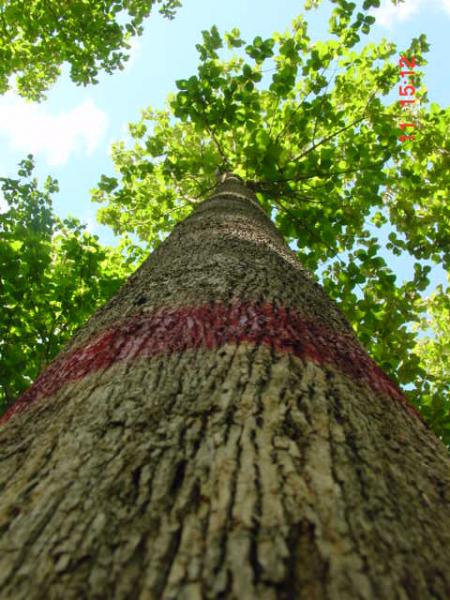 Plantation products | Panamerican Woods