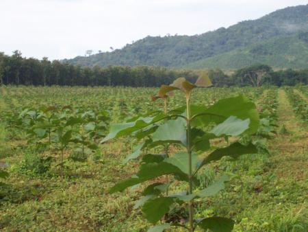 Plantation products | Panamerican Woods