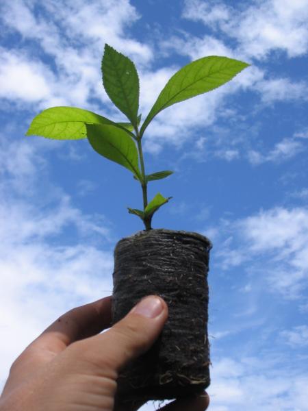 Plantation products | Panamerican Woods